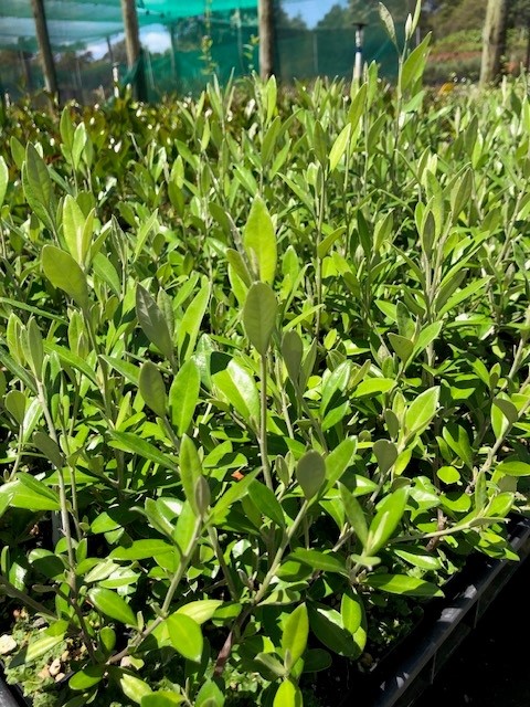 COROKIA X VIRGATA 'GEENTY'S GREEN' - Liner Plants NZ