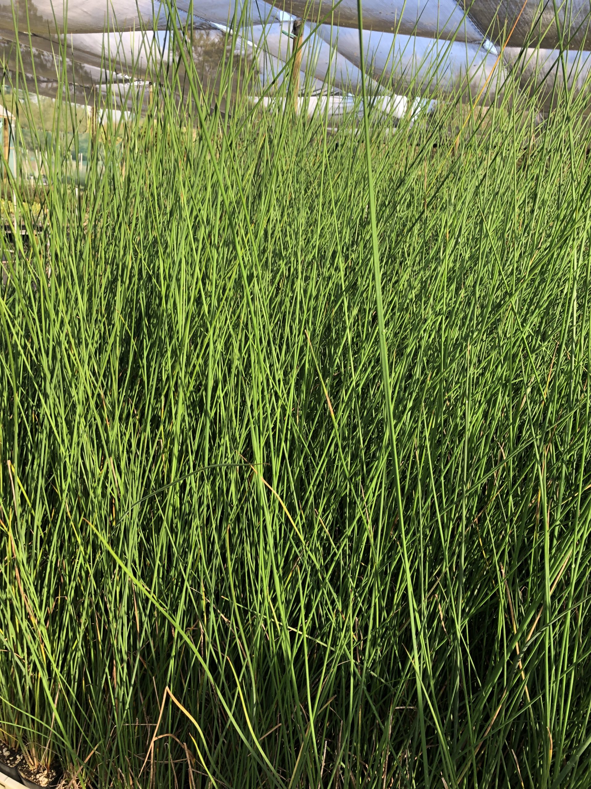 JUNCUS PALLIDUS - Liner Plants NZ