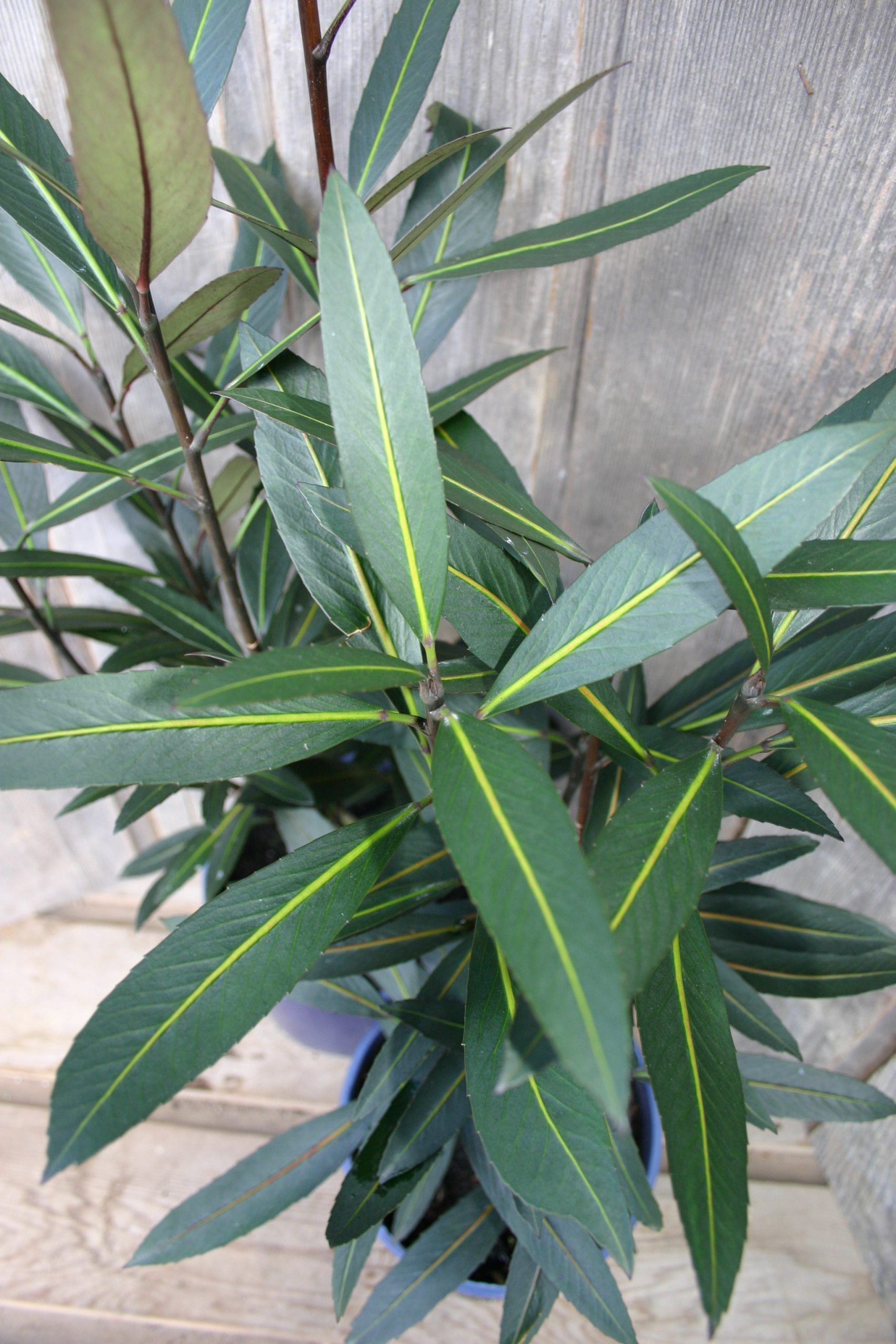 PSEUDOPANAX ‘SABRE’ - Liner Plants NZ