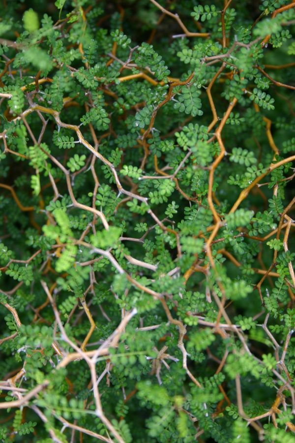SOPHORA PROSTRATA - Liner Plants NZ