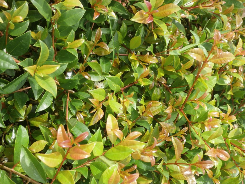 SYZIGIUM AUSTRALE 'VENTENATI' - Liner Plants NZ