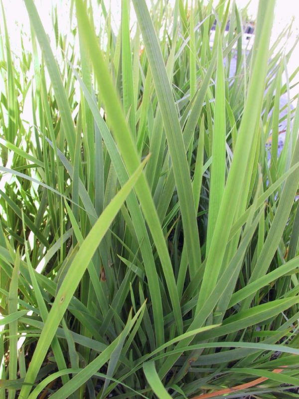 LIBERTIA GRANDIFLORA - Liner Plants NZ